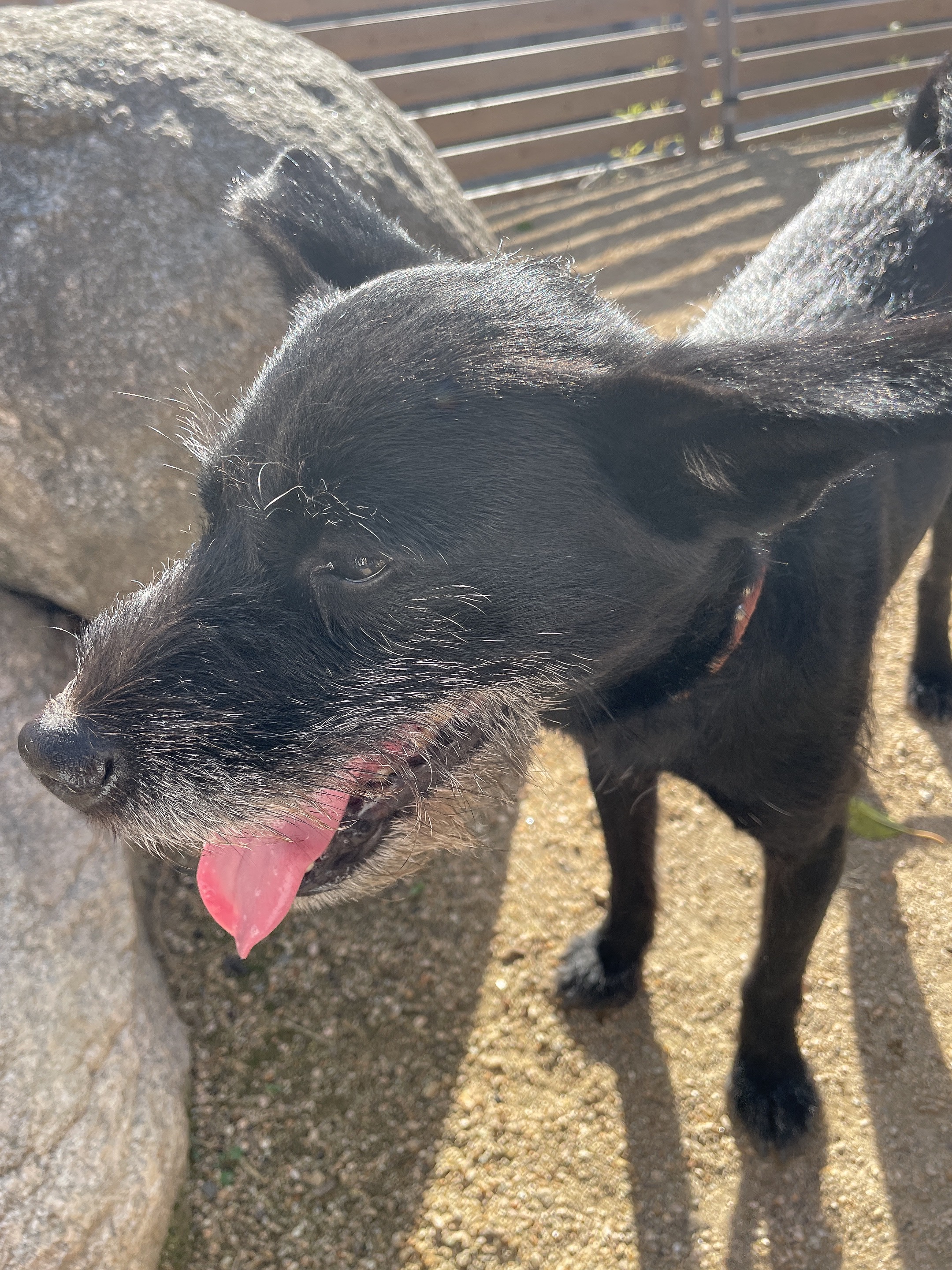 No.2053 | 迷子を探しています [犬] | 福岡県動物愛護センター